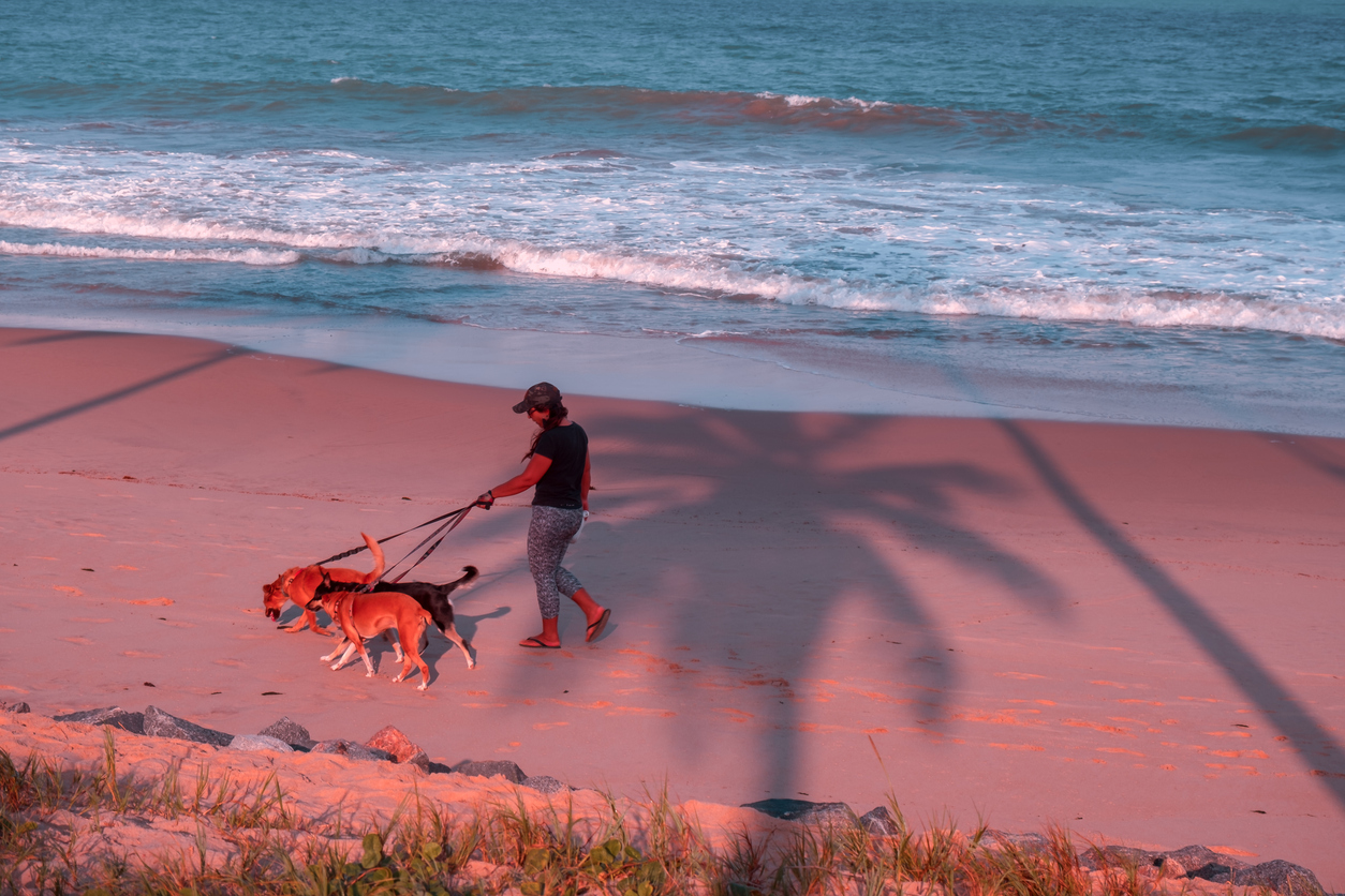 Beach Dog | 5 Things to Know about Beaches